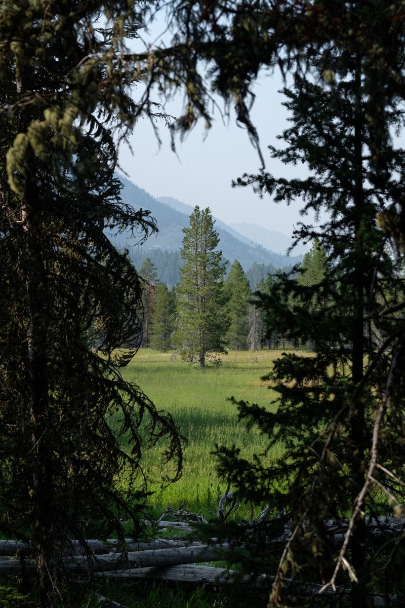 Clapping Trees: A Natural Model for Healing – Clapping Trees Counseling ...